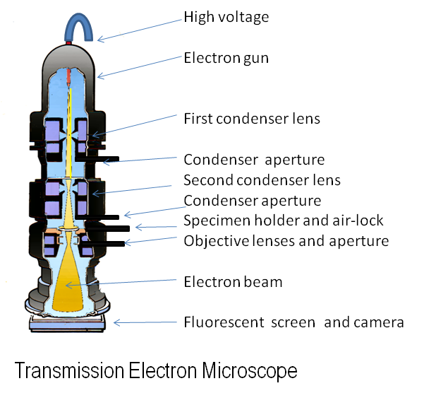 Diani's World: Mikroskop Elektron
