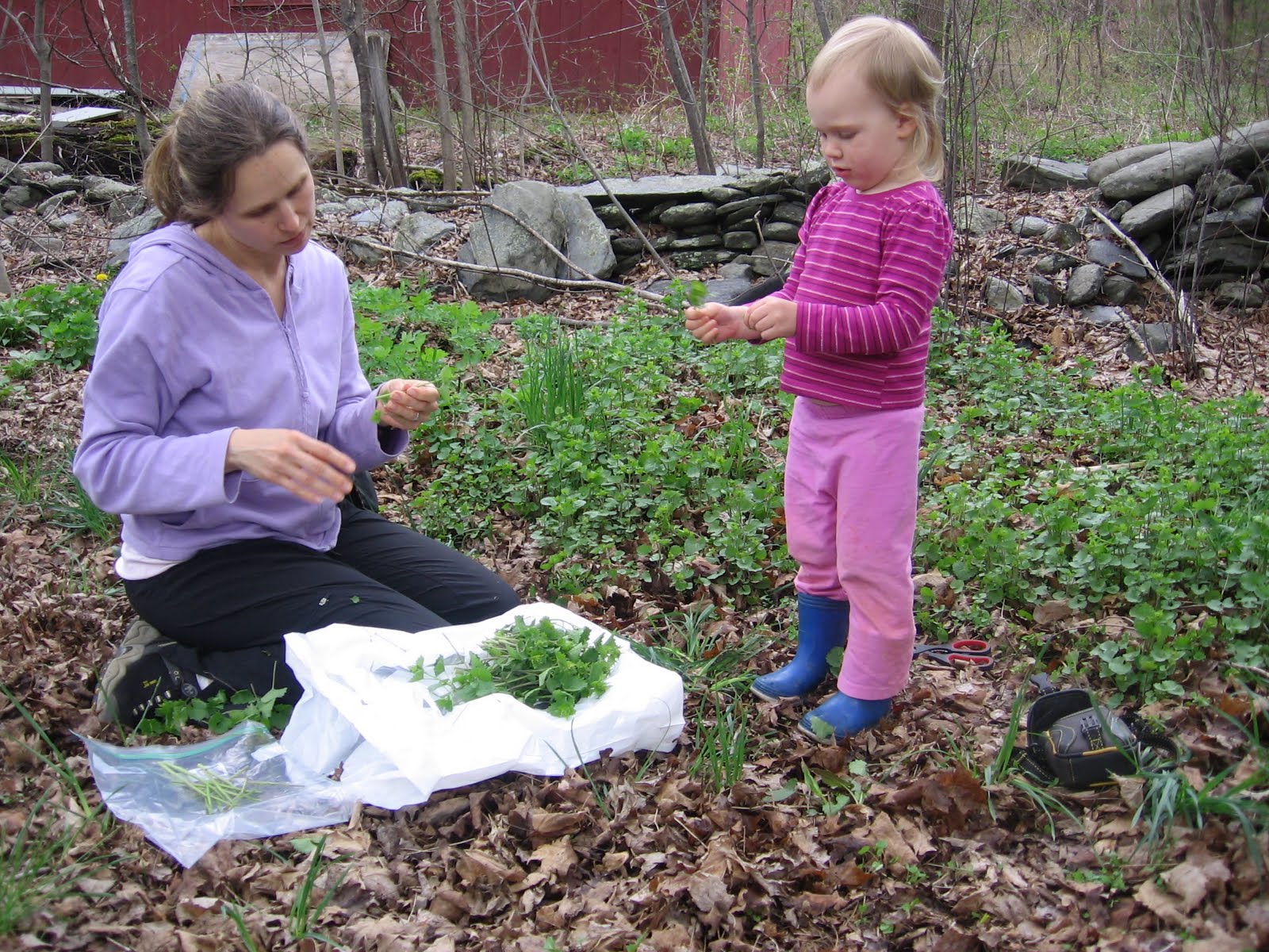 The Foraging Family: Yard Foraging: Violets, Dandelions, Sheep Sorrel ...