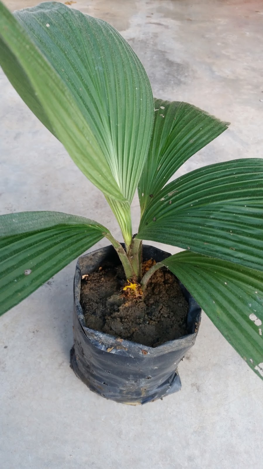 Warisan Petani: Pokok Lemba.