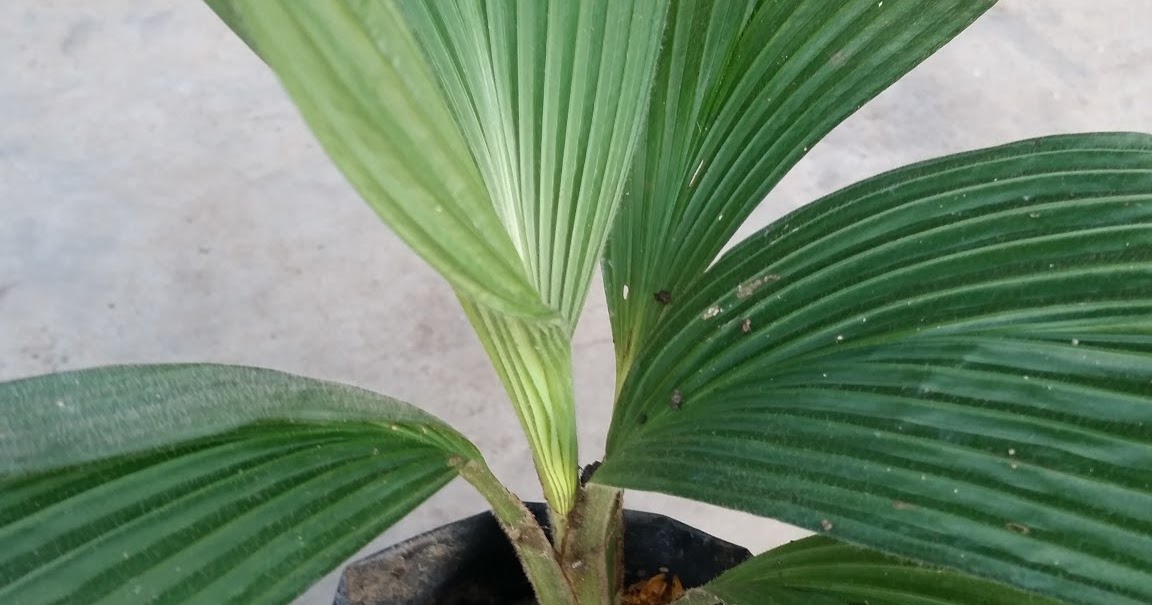 Warisan Petani: Pokok Lemba.