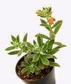 Sukulen – Succulenta | Tanaman hias bunga dan buah-buahan