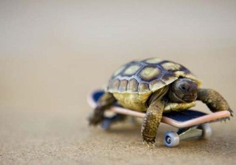 Turtle on skateboard - funny pictures site