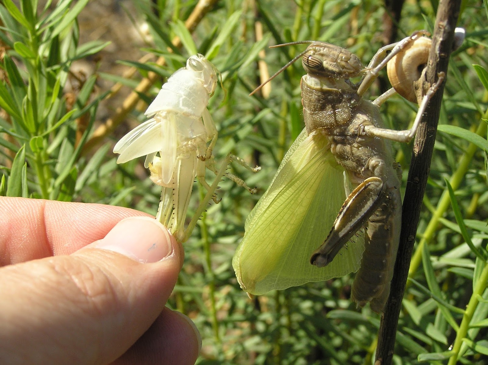 Alma biológica: La langosta egipcia
