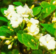 Mondokaki [Ervatamia divaricata (L.) Burk.] - Khasiat & Manfaat ...