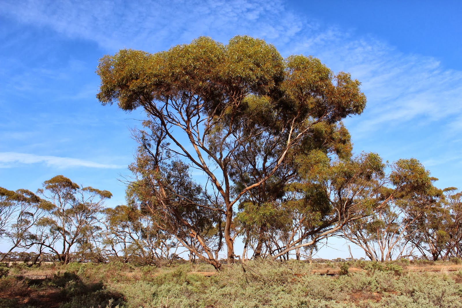 Mallee in HO Scale: January 2014