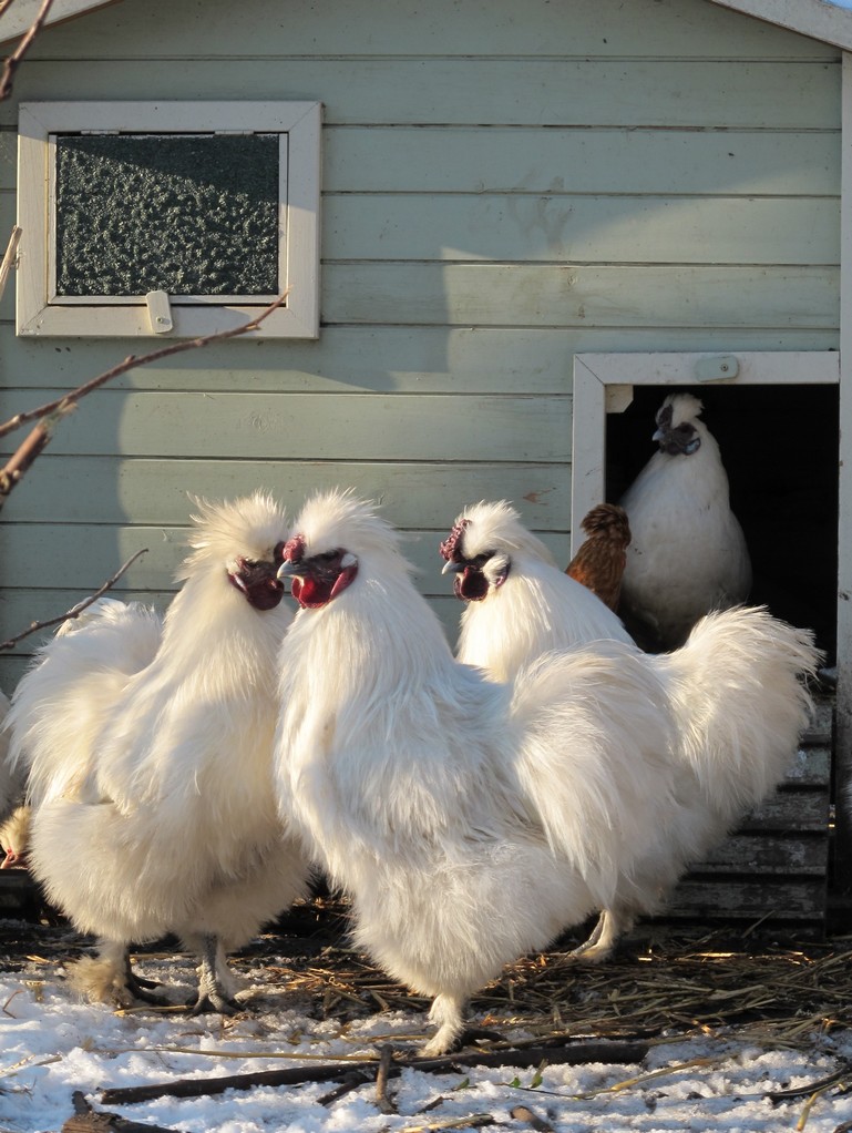 Beautiful | Fancy chickens, Pet chickens, Chickens backyard