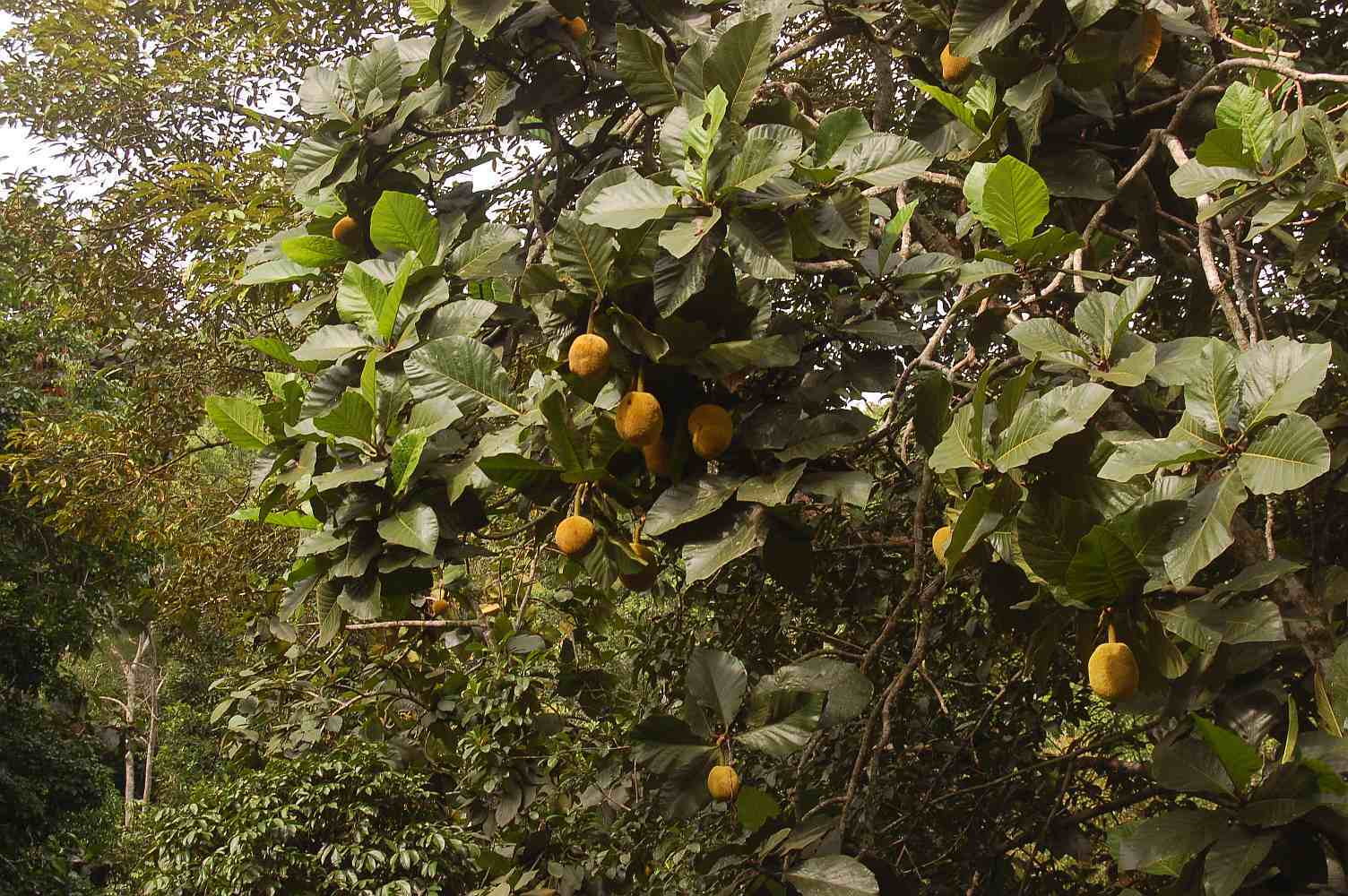Timadang Tarap of Kelawat Kota Belud Sabah East Malaysia North Borneo ...