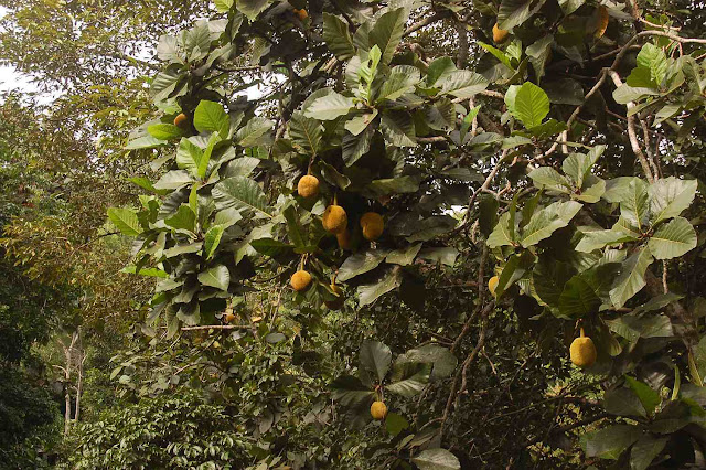 Timadang Tarap of Kelawat Kota Belud Sabah East Malaysia North Borneo ...