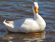 TODO sobre patos: El pato Rouen