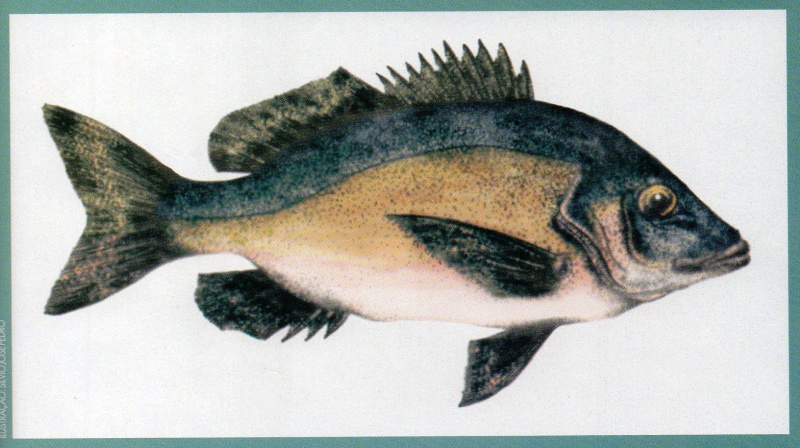 Revista Aruanã Lazer e Esporte no Meio Ambiente: DICIONÁRIO ARUANÃ ...