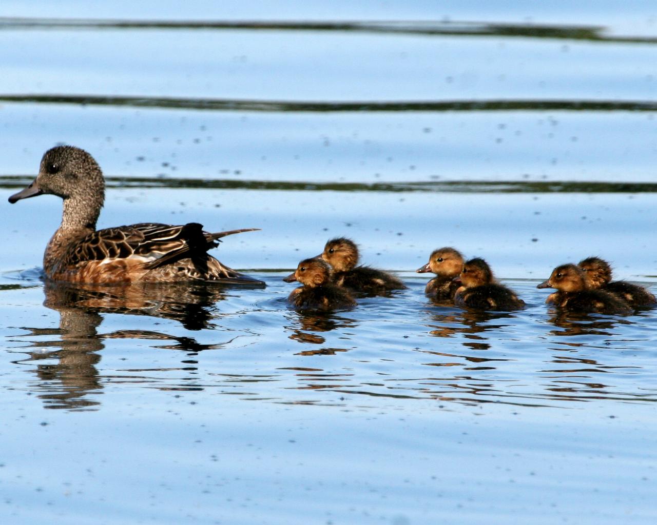 Beautiful Water Birds pictures | cini clips