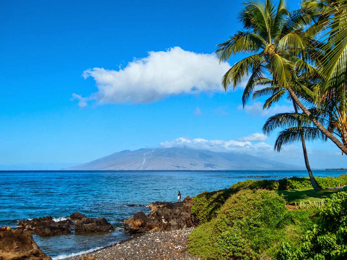 The Adventures Of Maui Don Dolphin Dude Beginning And End The Adventures Of Maui Don Dolphin Dude Beginning And End