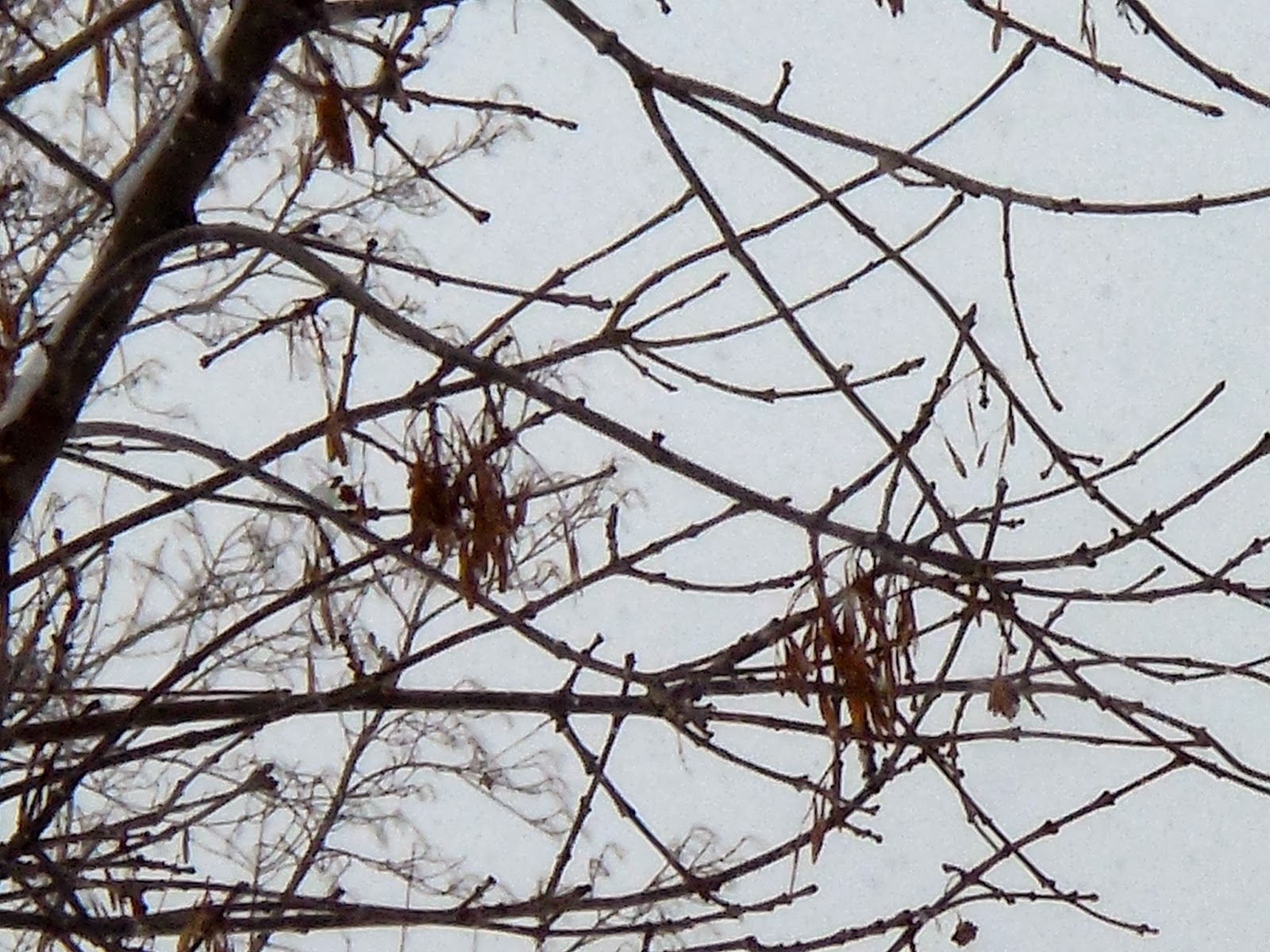 Art's Bayfield Almanac: MORE ON IDENTIFYING ASH TREES IN WINTER