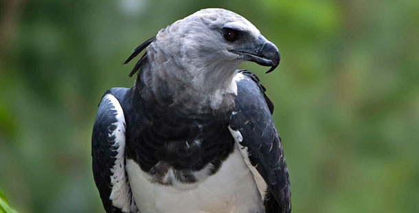 Birds Photos - Birds Wallpapers & Facts info: 5 Harpy Eagle Photos ...