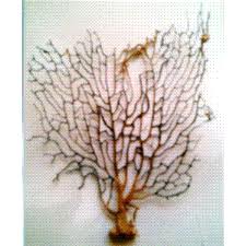 learn astrology: "LEARN ASTROLOGY IN 30 DAYS