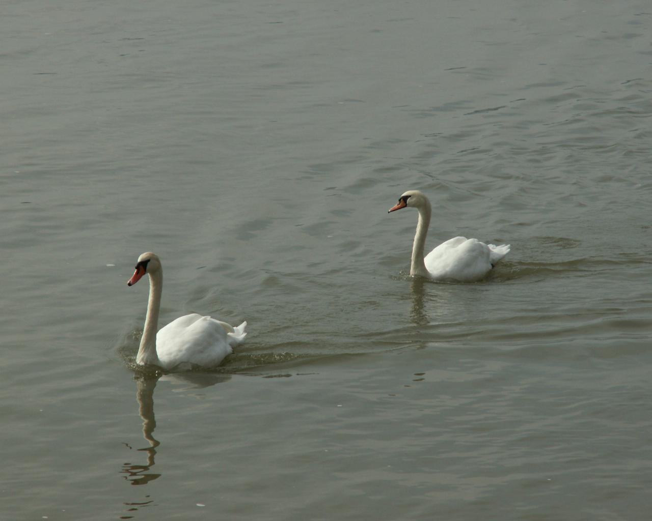 PicturesPool: Beautiful Water Birds pictures