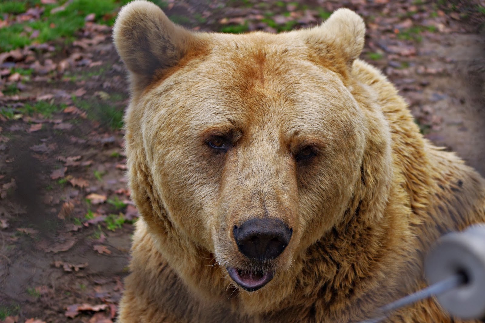 Budget Nomad: Making the UnBEARable BEARable