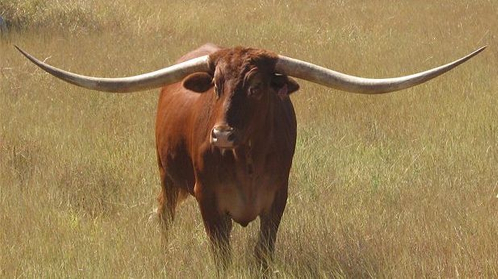 Blog do Edu Ambiental: Corno