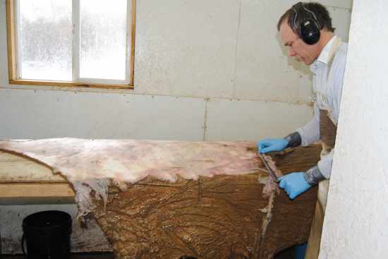 Musings of Musang: Curing deer hides for storage