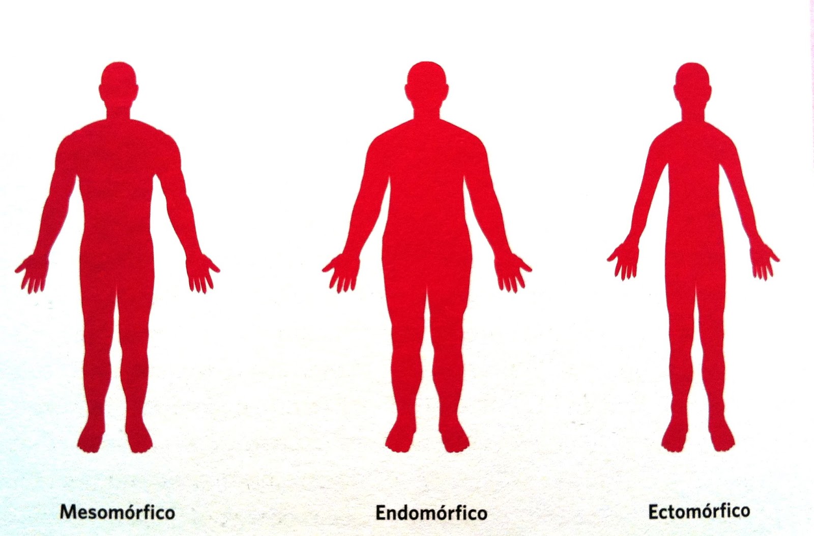 Adriana Duelo Dietistas: Somatotipos y rendimiento deportivo