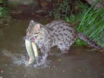 Fishing Cat Animals | Amazing Facts & Latest Pictures | All Wildlife ...