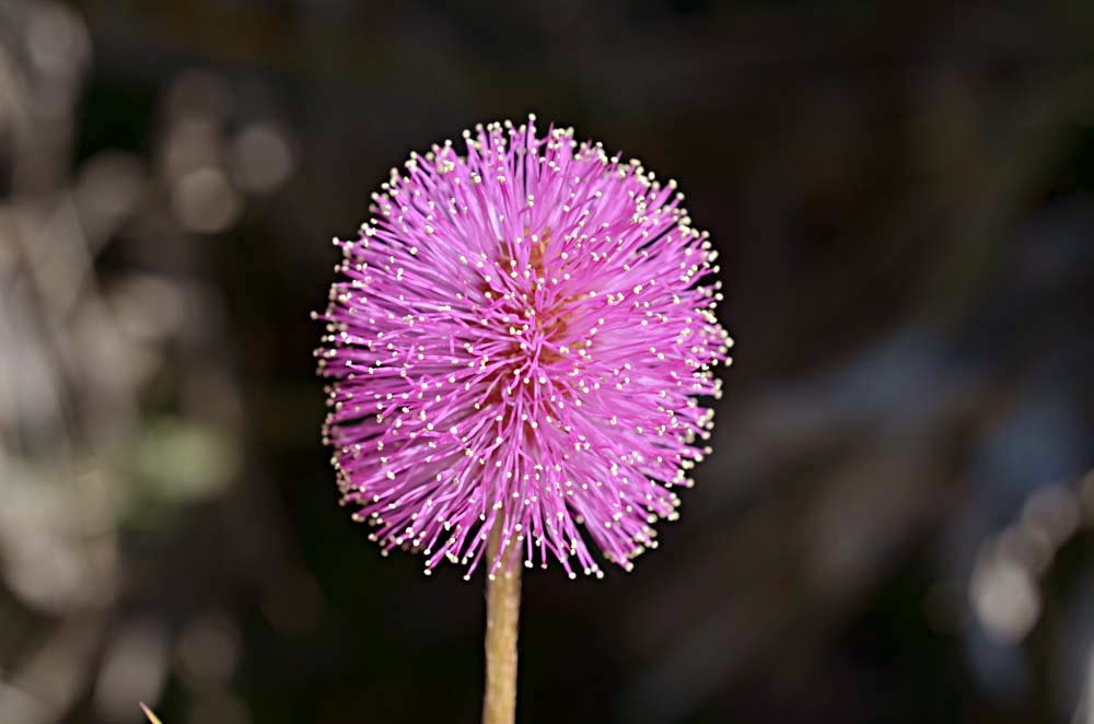 Space Coast Wildflowers: May 2013