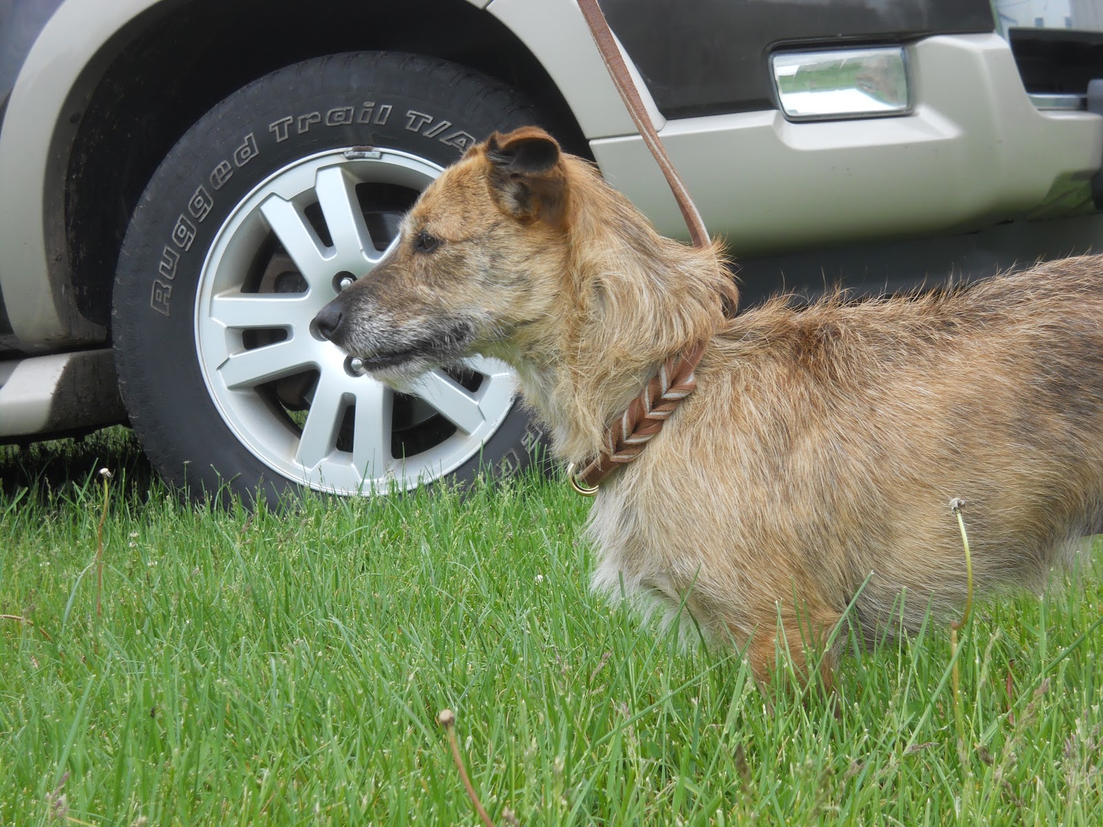 Terrierman's Daily Dose: Genesee Valley Beaver Dog