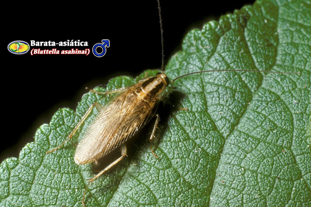 Fauna: Barata-asiática (Blattella asahinai)