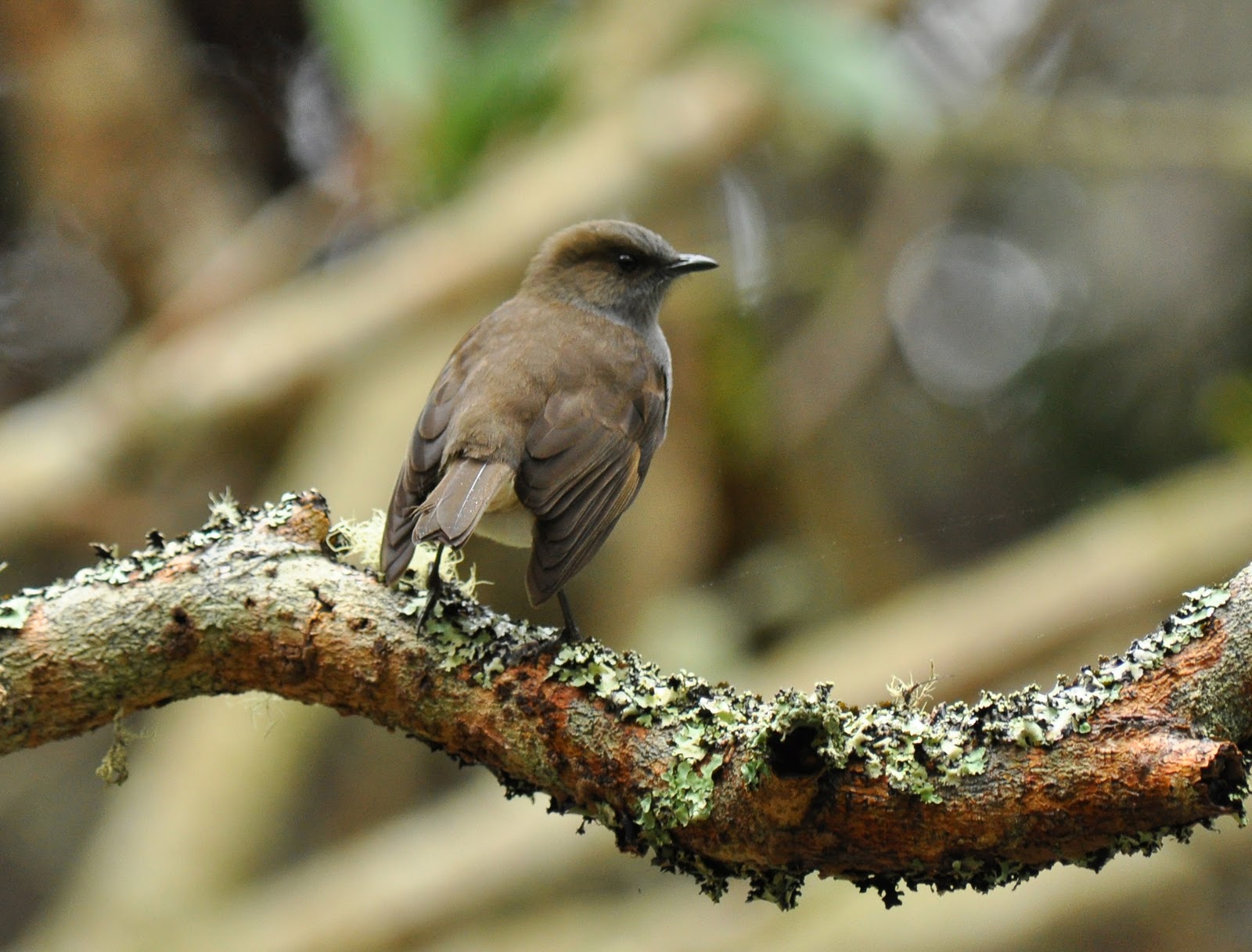 Utah Birders | Birding Blog, Utah Birds, Utah Birding, Utah Bird ID ...
