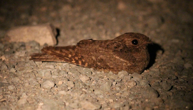 Simon and Karen Spavin: Nightjars