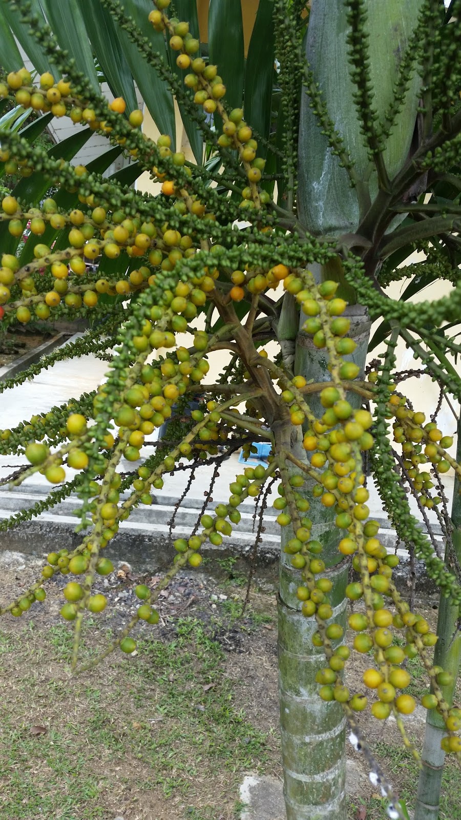 Warisan Petani: Pokok Palma Hiasan