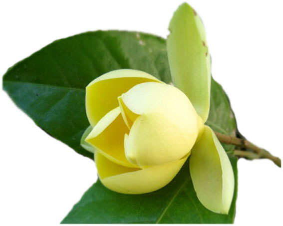 Bunga Cempaka Telor atau Magnolia coco