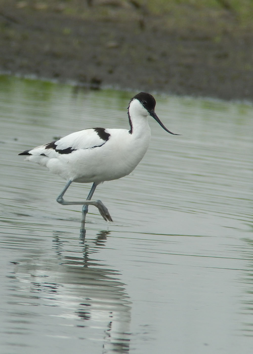 CAMBRIDGESHIRE BIRD CLUB GALLERY: Avocet
