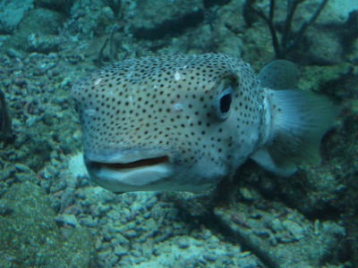 MUNDOANIMAL: Las habilidades más sorprendentes del reino animal