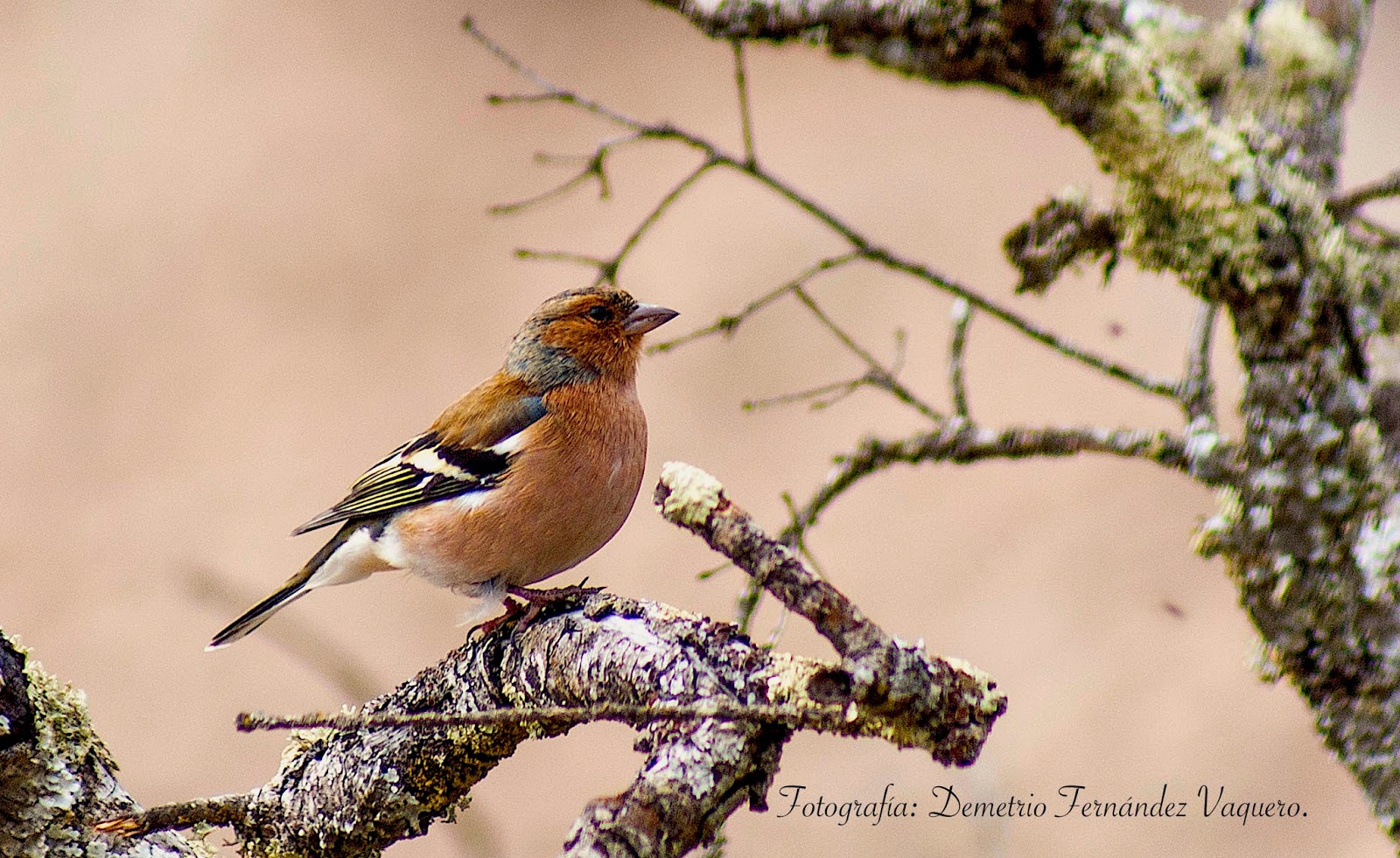 Hembra de Pinzón común - Fringilla coelebs - Gorrión montés - 2 ...
