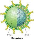ReoviruS