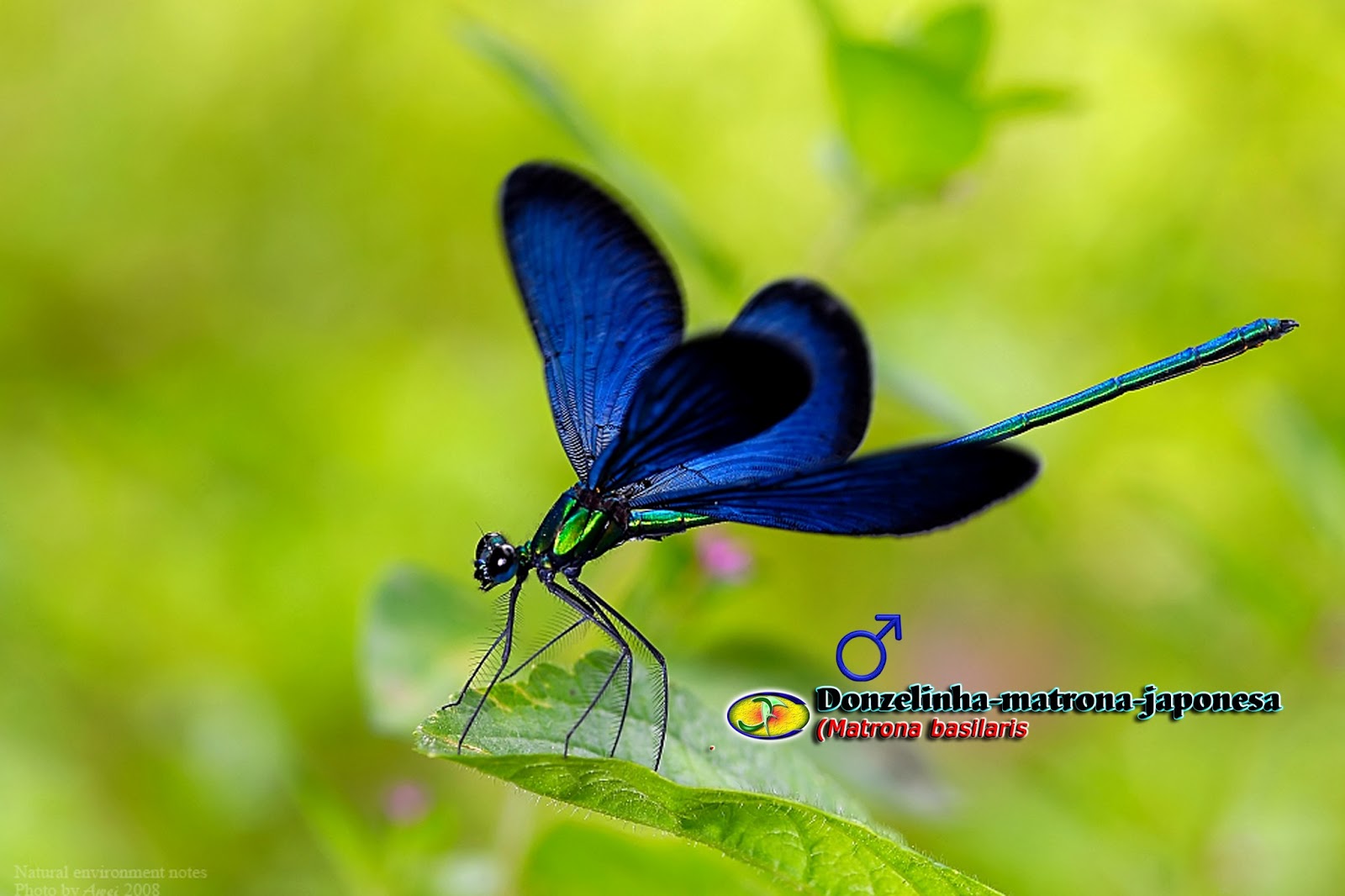 Zoologia: Donzelinha-matrona-japonesa (Matrona basilaris)