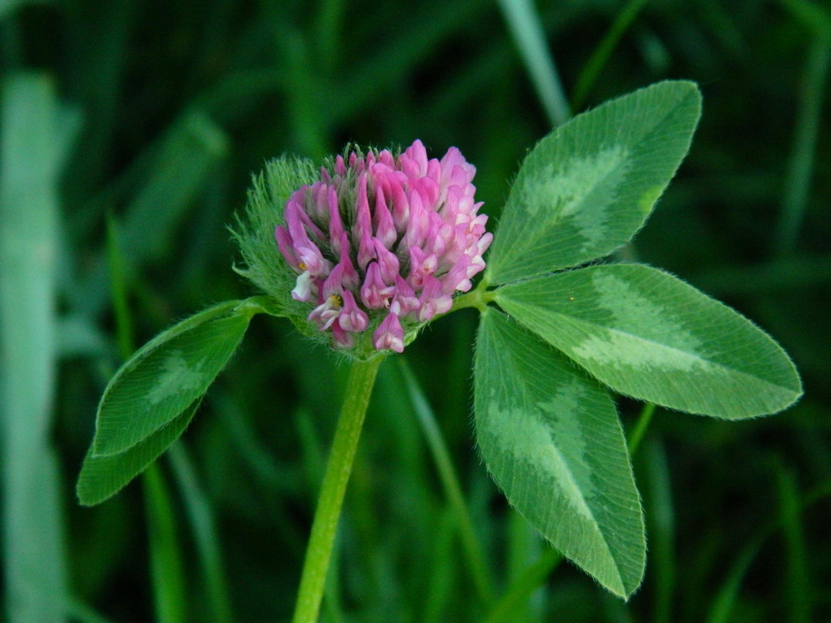 LA MULTI ANI, ROMANIA!: Flori mov de lucerna