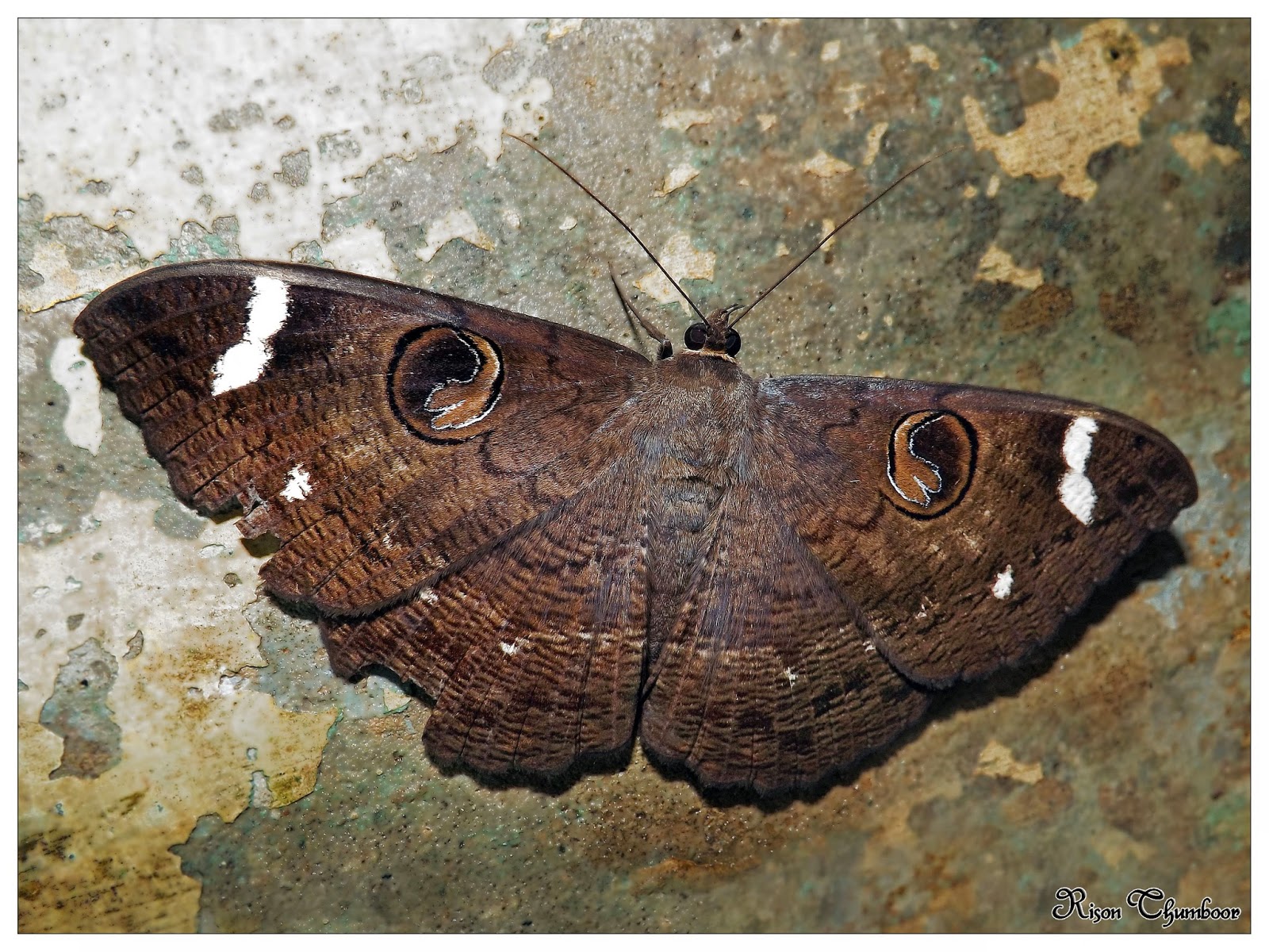 Moths Of Kerala