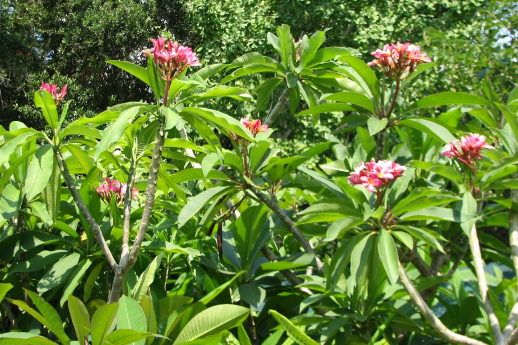 Plumeria Care and Propagation: Plumeria Workshop and Biomass Reduction Sale