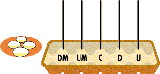 Hoje tem Matemática : Ideia para criar um ábaco e atividades