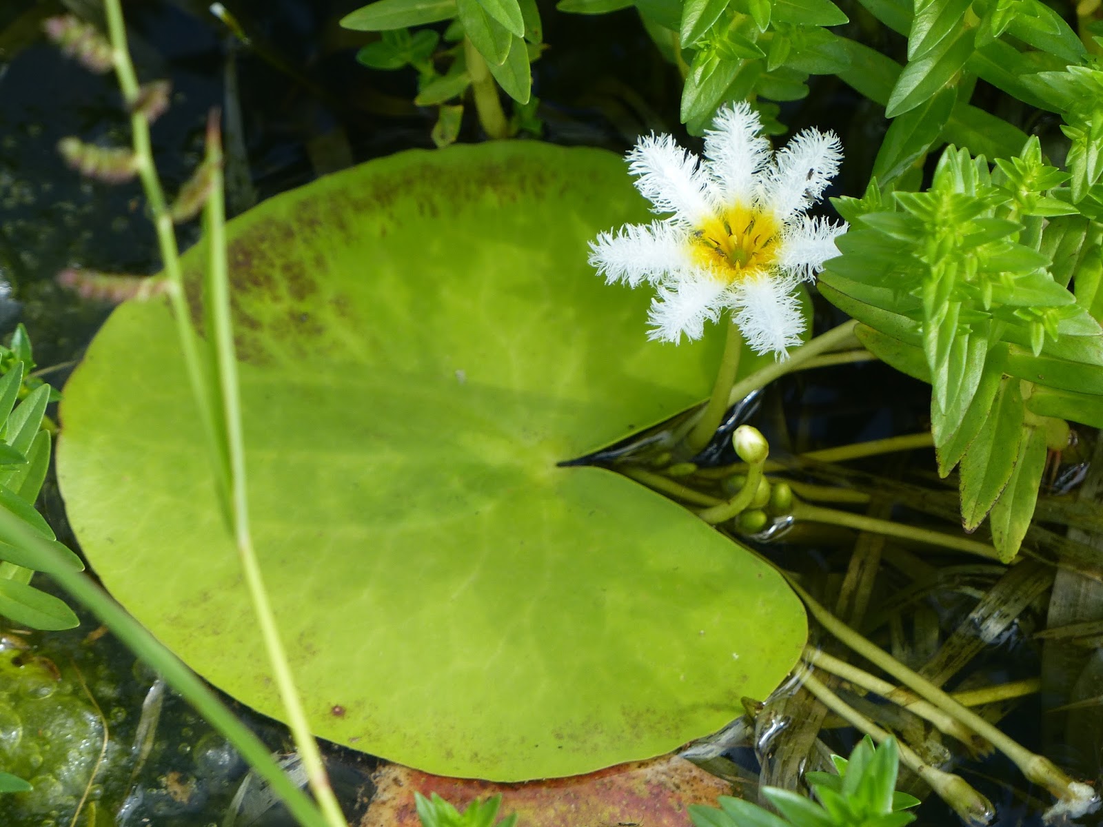 वनधन सह्याद्रीचे: Flowers: Water Snowflake | (कुमुद - Kumud ...