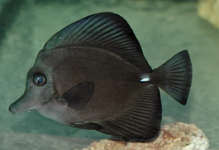 The Longnose Surgeonfish Exotic Saltwater Black Tang