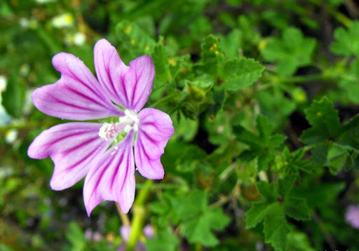 💗 Naturiste.RO 💗: Casul Popii - Nalba (Malva vulgaris,neglecta)