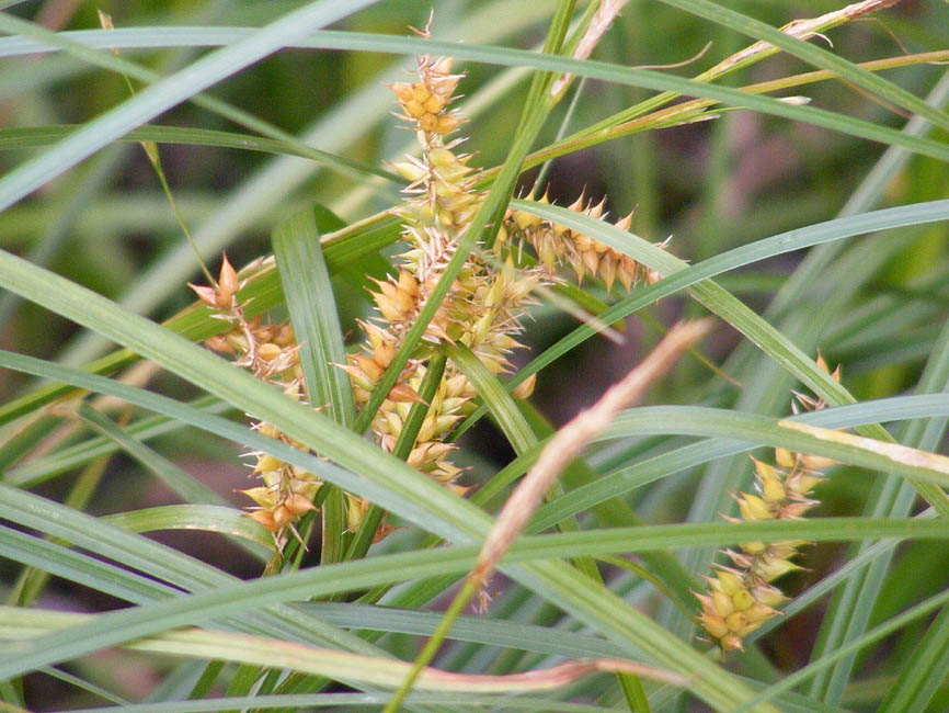 Loire Valley Nature: Sedges - Carex spp