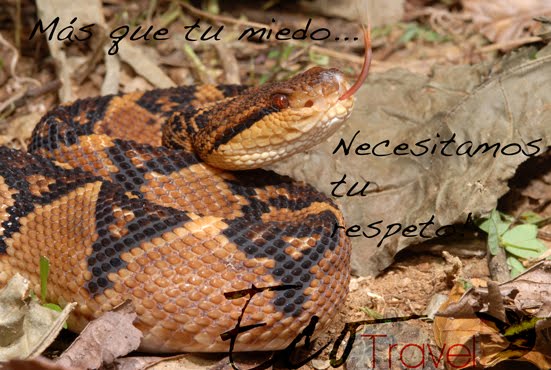 EcoTravel Venezuela: Más que tu miedo... Necesitamos tu respeto- Cuaima ...