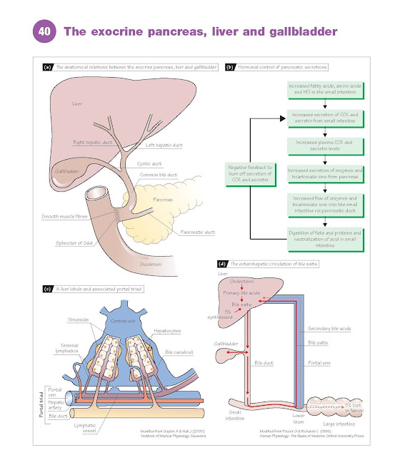 The Exocrine Pancreas, Liver And Gallbladder - pediagenosis