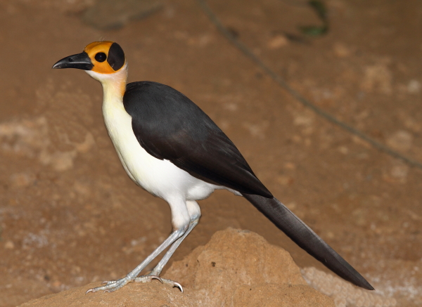 Rockjumper - Worldwide Birding Adventures: Picathartes – Africa’s ...