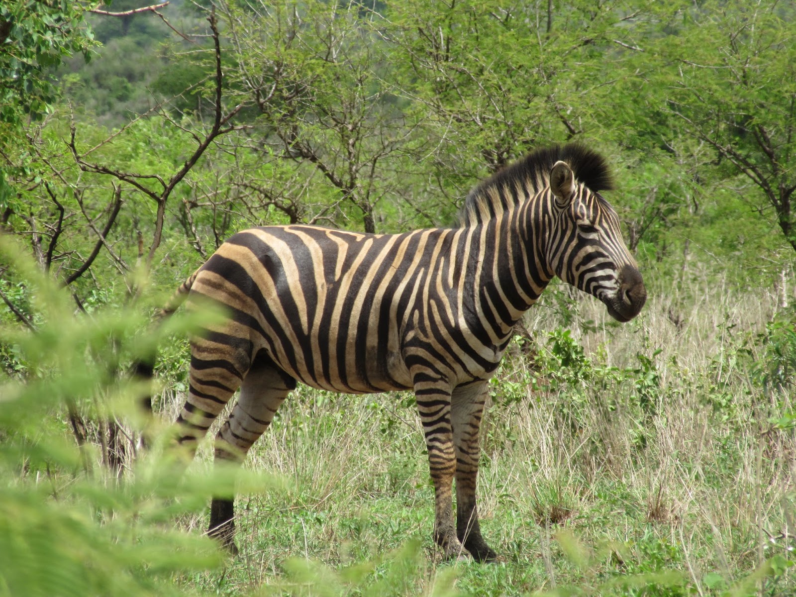 The Overseas Adventures of Annie and Steven Berger 2016: 11/27: Hippos ...