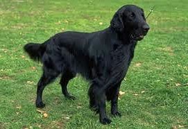 El Retriever de Pelo Liso | Blog Perro